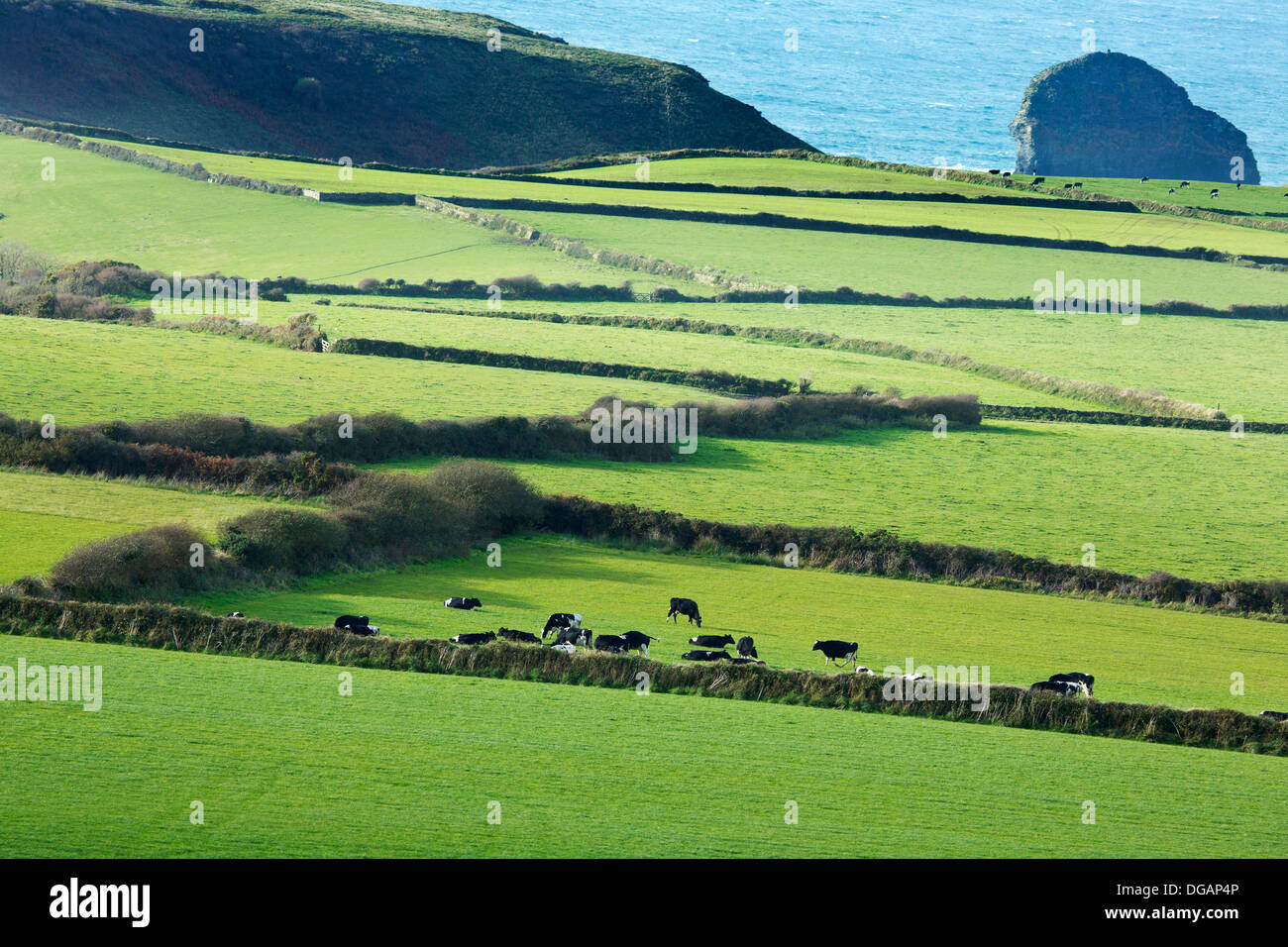 Agriculture or farming cornwall hi-res stock photography and images - Alamy