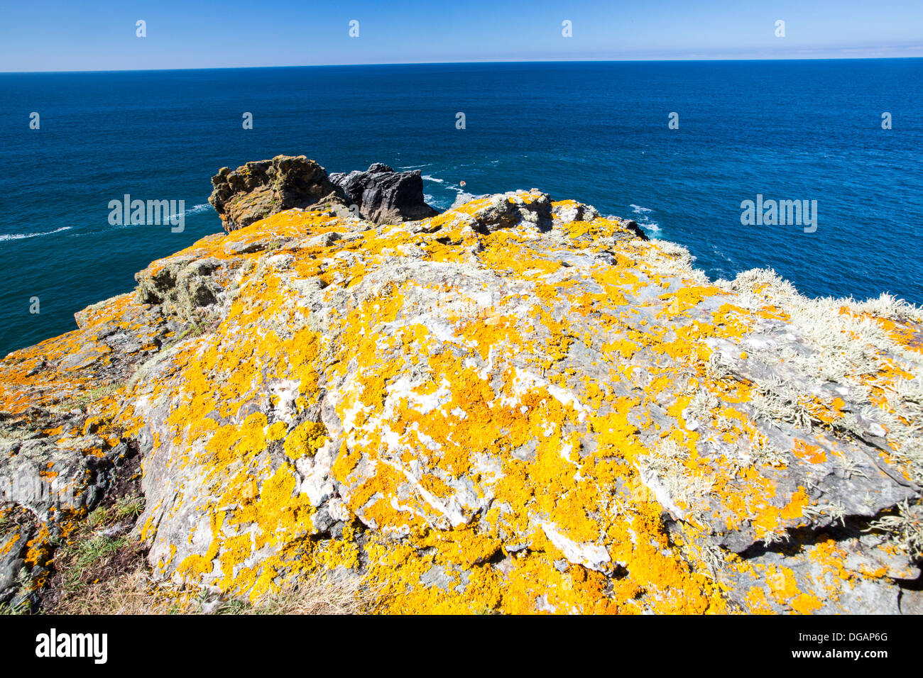 Lichen on rock above the sea cliffs near St Agnes, Cornwall, UK Stock ...