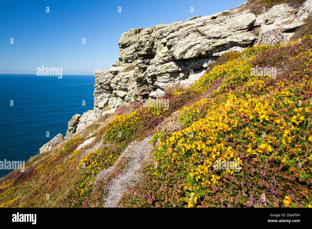 Heather and Gorse flowering above the sea cliffs near St Agnes ...