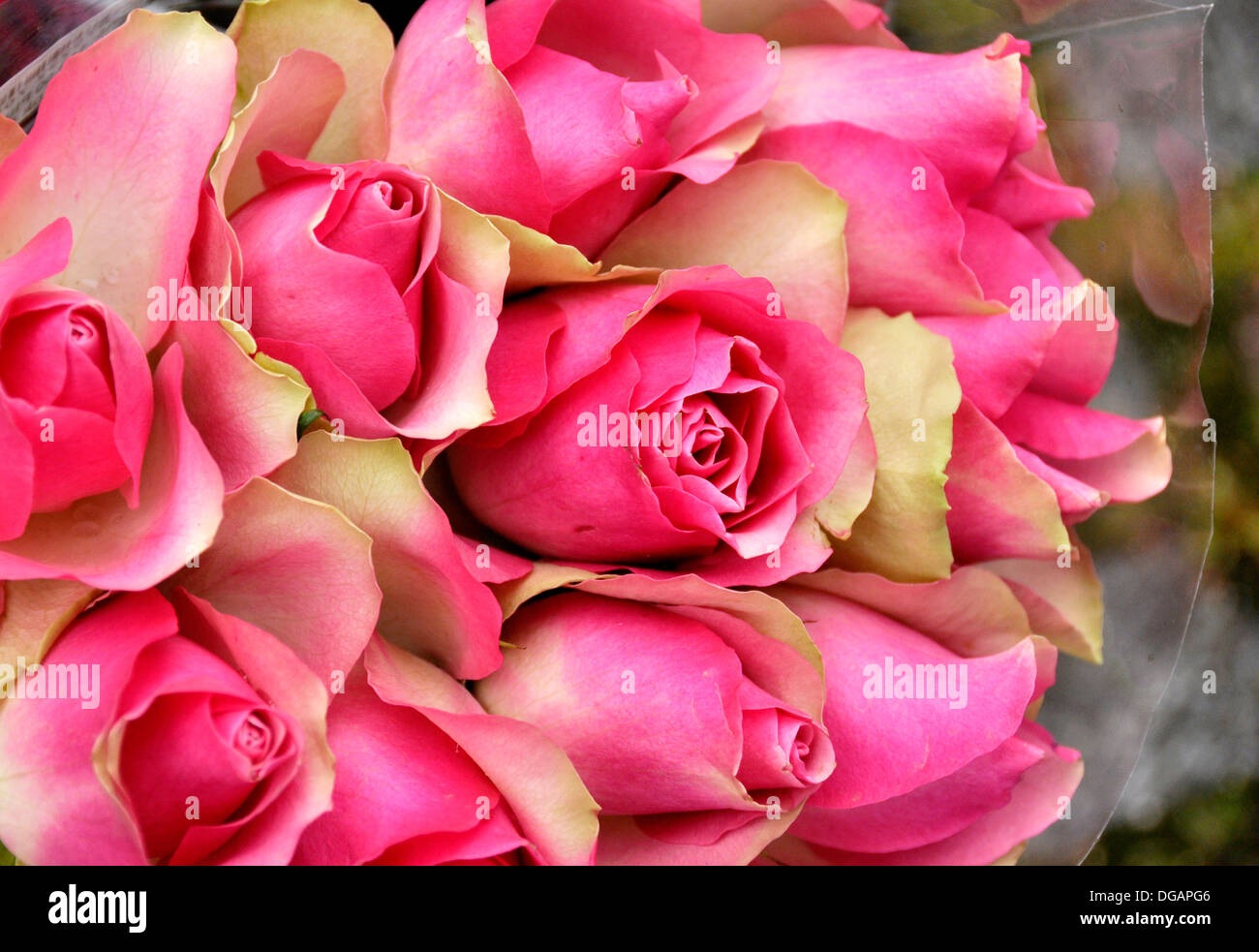 Big bouquet of pink roses Stock Photo - Alamy