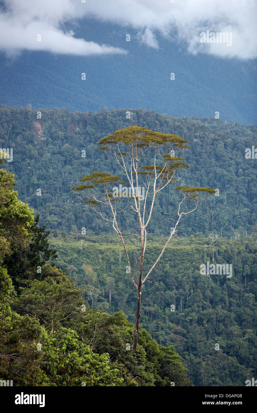 Irian Jaya Mountains High Resolution Stock Photography and Images - Alamy