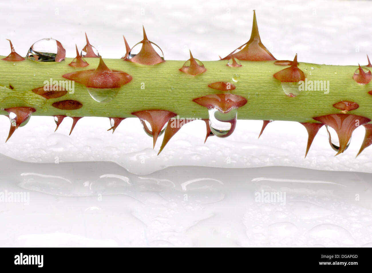 Red thorns hi-res stock photography and images - Alamy