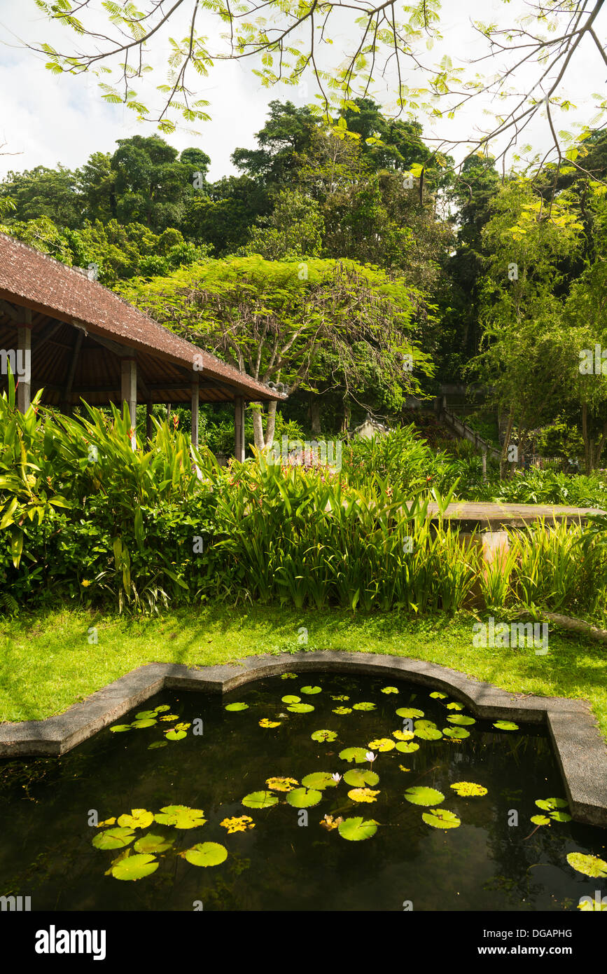 Small lotus pond in Indonesian park at Bali Stock Photo - Alamy