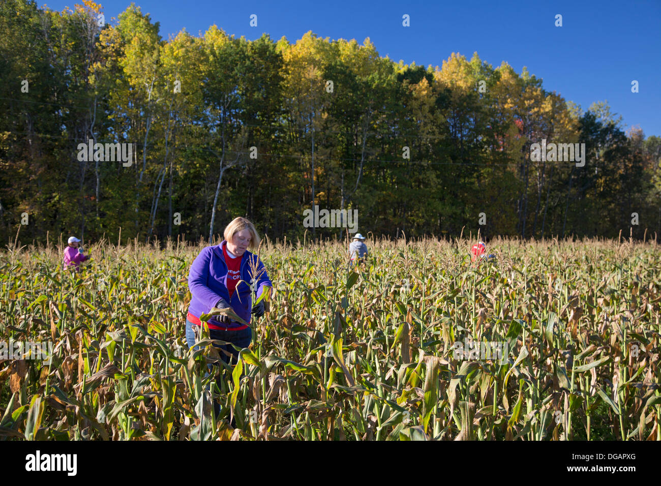 Volunteers work in corn field for charity that distributes food to the ...