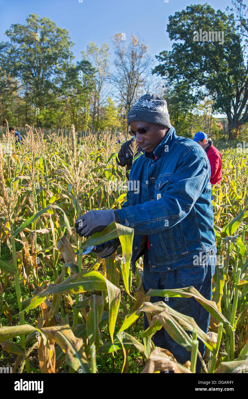 Volunteers work in corn field for charity that distributes food to the ...