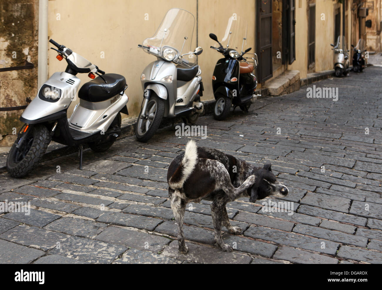 Dog scratching it's head in a street, Noto, Sicily, Italy Stock Photo ...