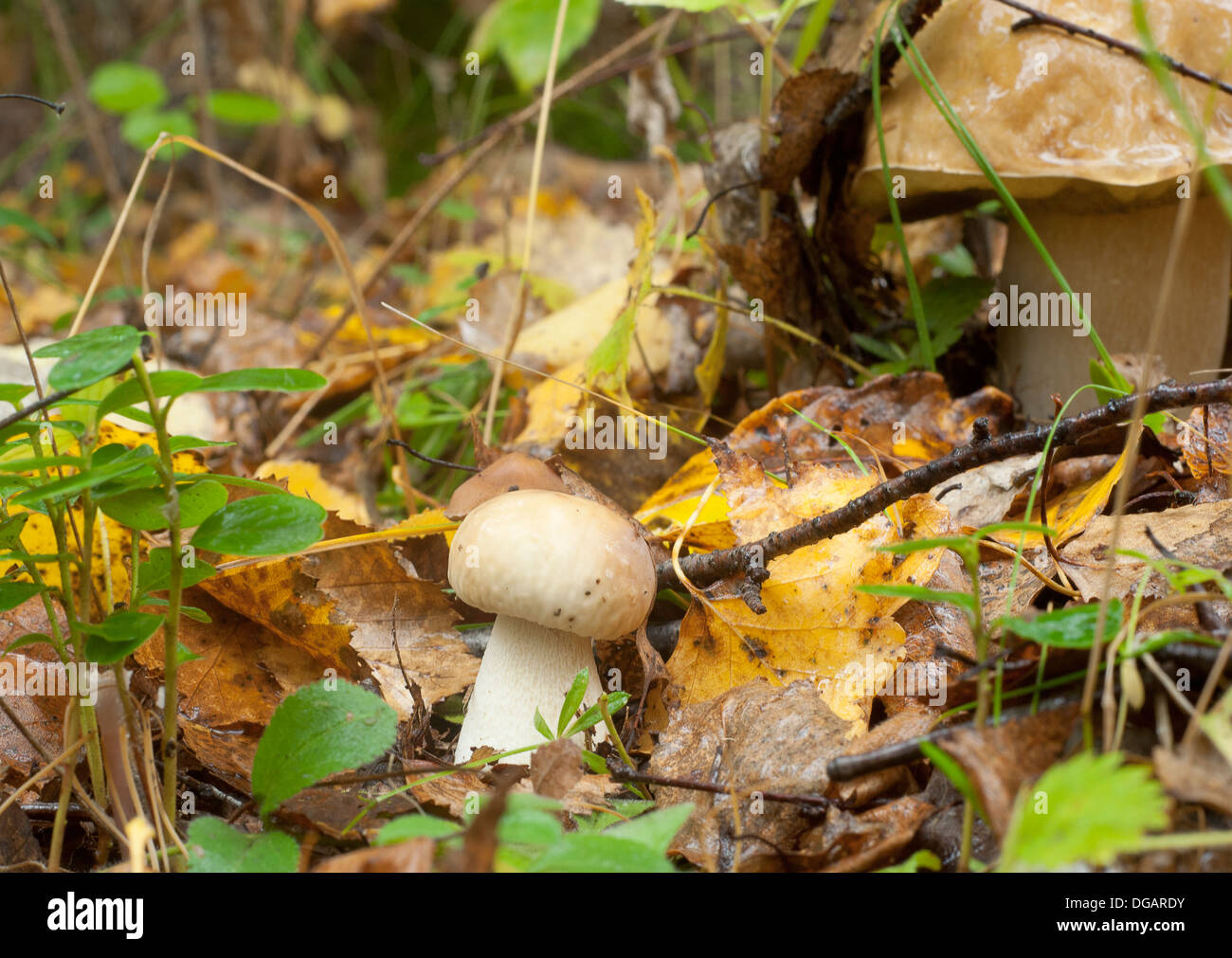 Mycelium mushroom roots hi-res stock photography and images - Alamy