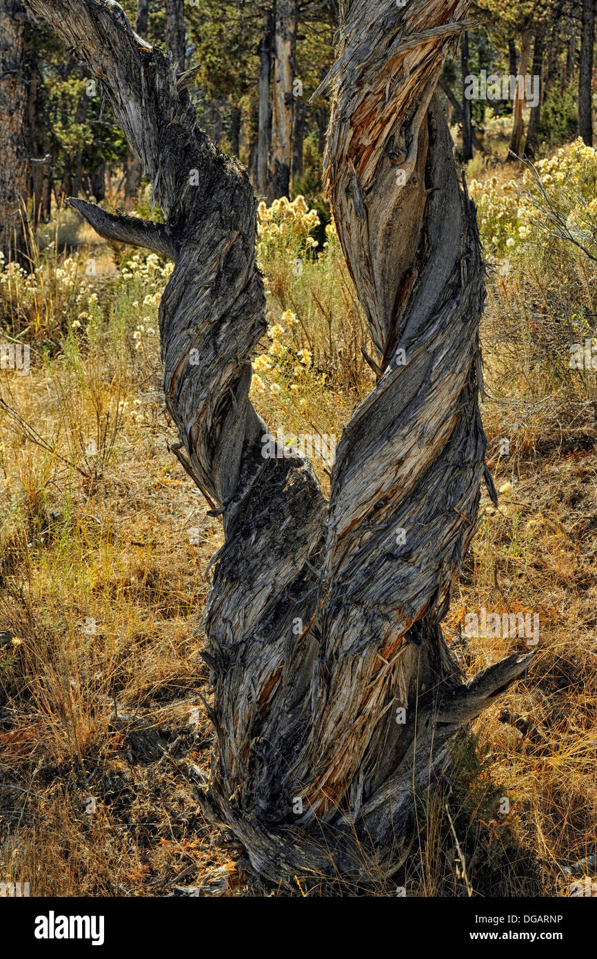 Alpine scrubland hi-res stock photography and images - Alamy