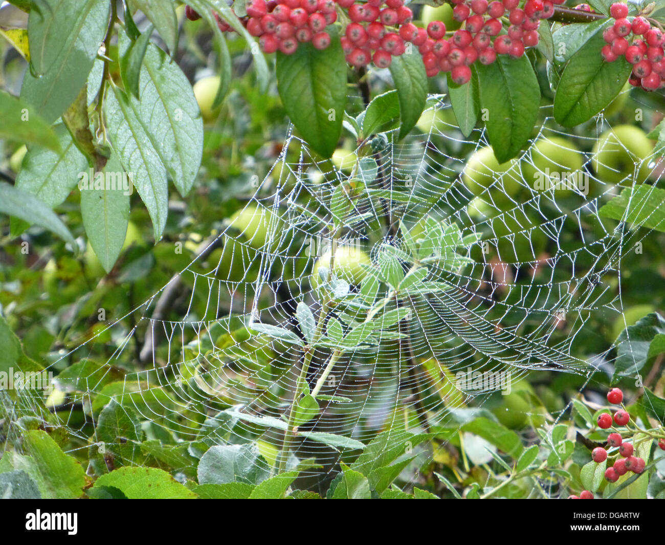 Fruit berries hi-res stock photography and images - Alamy
