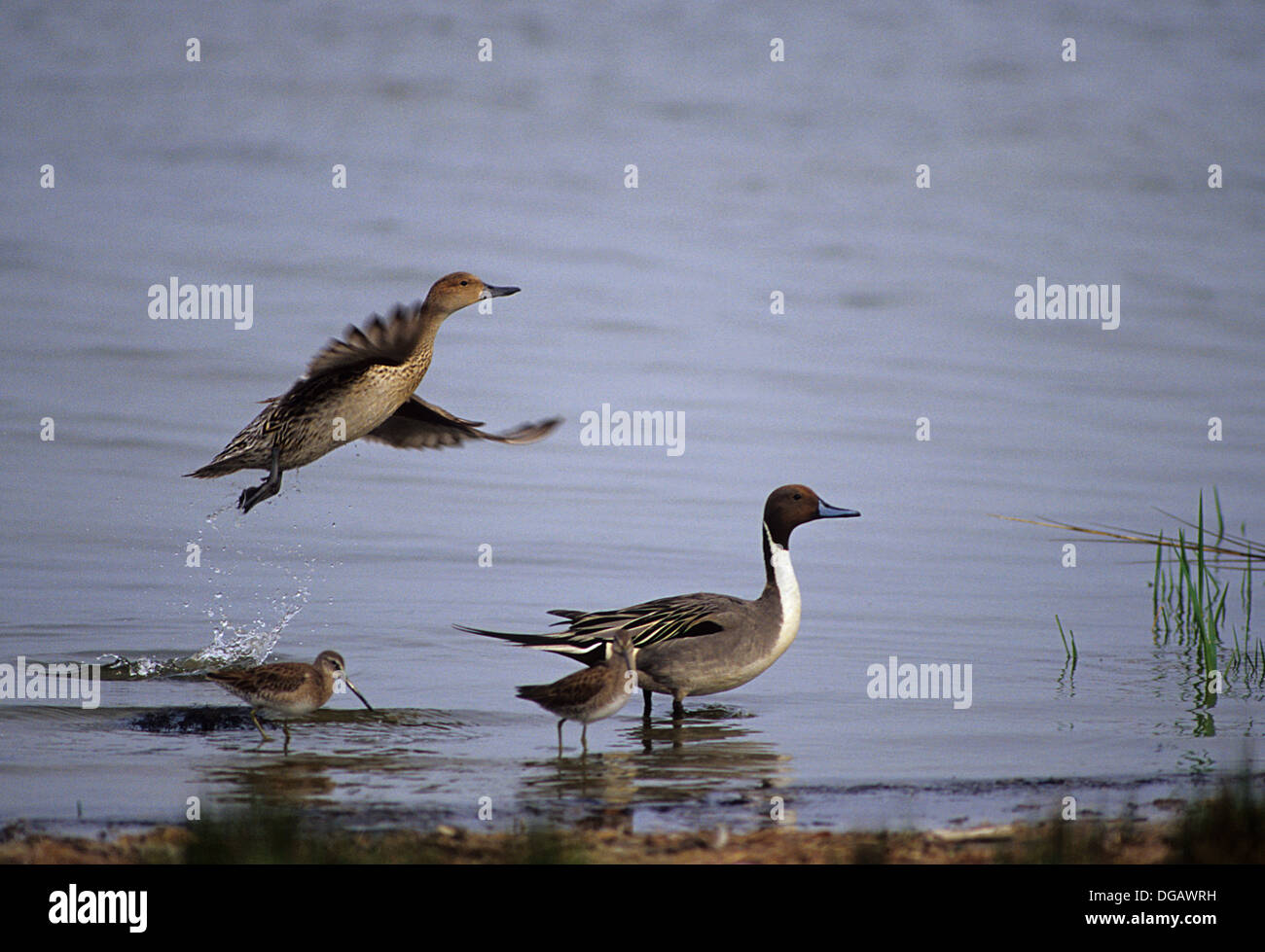 Pintail hen hi-res stock photography and images - Alamy