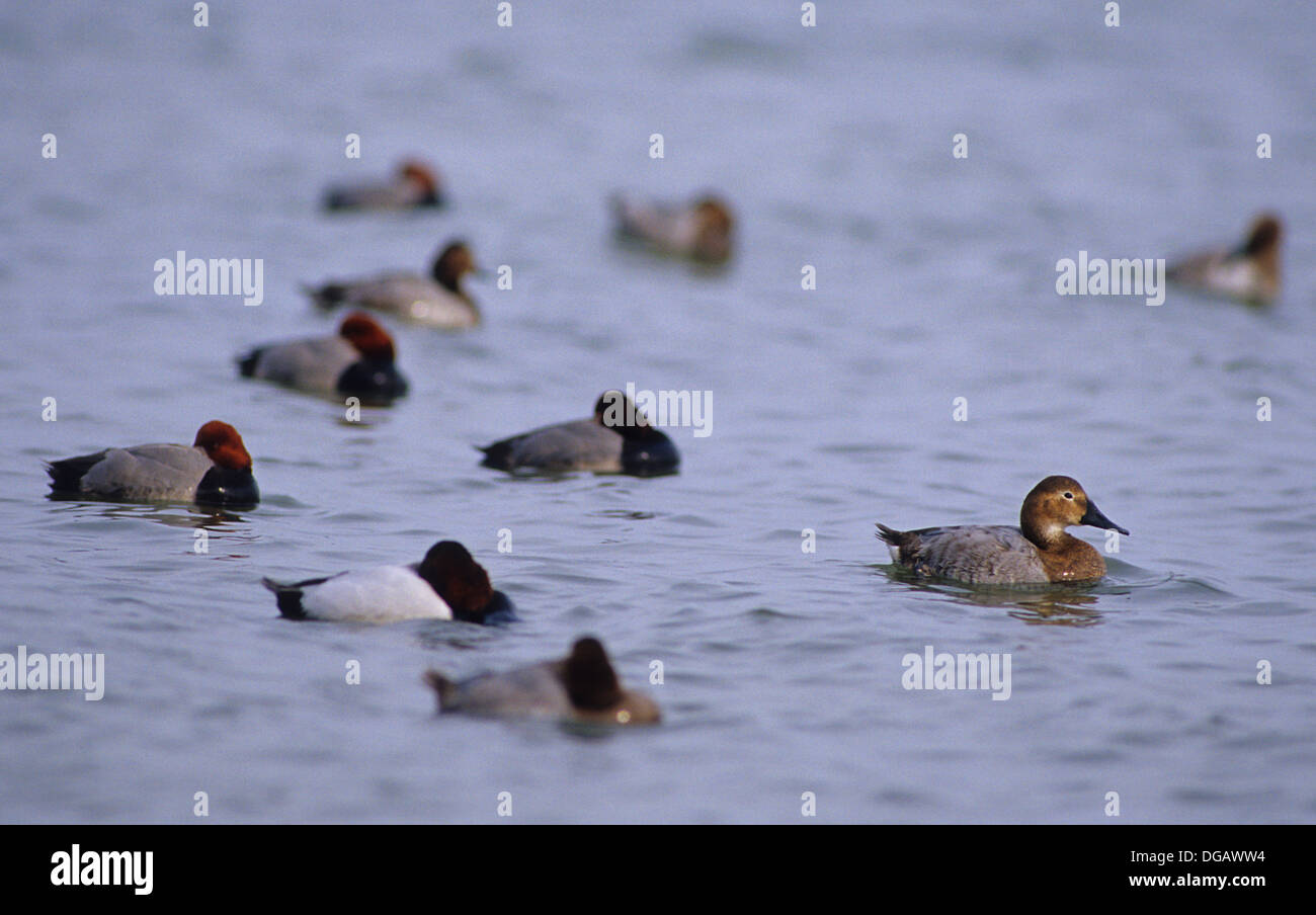 Canvasback bay hi-res stock photography and images - Alamy