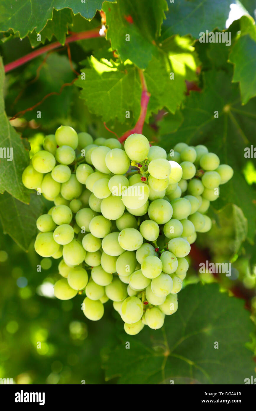 White grapes sunlight hi-res stock photography and images - Alamy