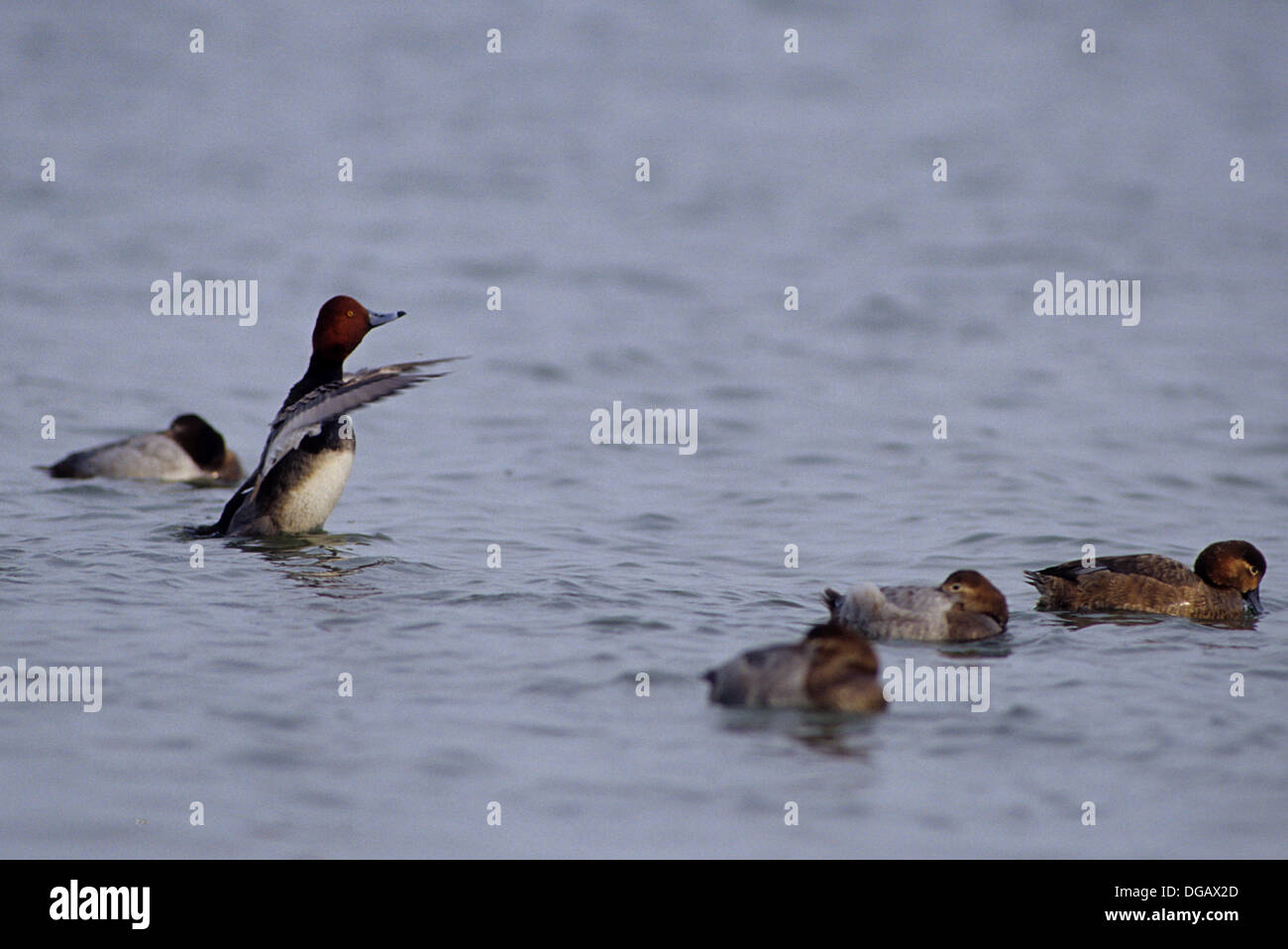 Redhead ducks resting on the bay near Rockport Texas Stock Photo - Alamy