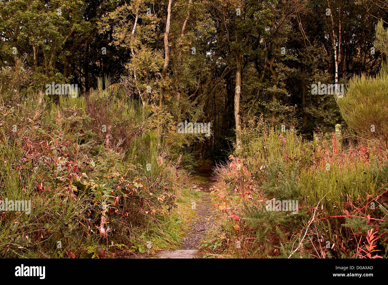 Dundee Clatto Park woodland with shrubs changing their colours in ...