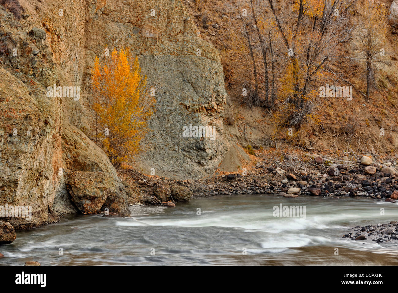 Aspen tree in fall and yellowstone river hi-res stock photography and ...