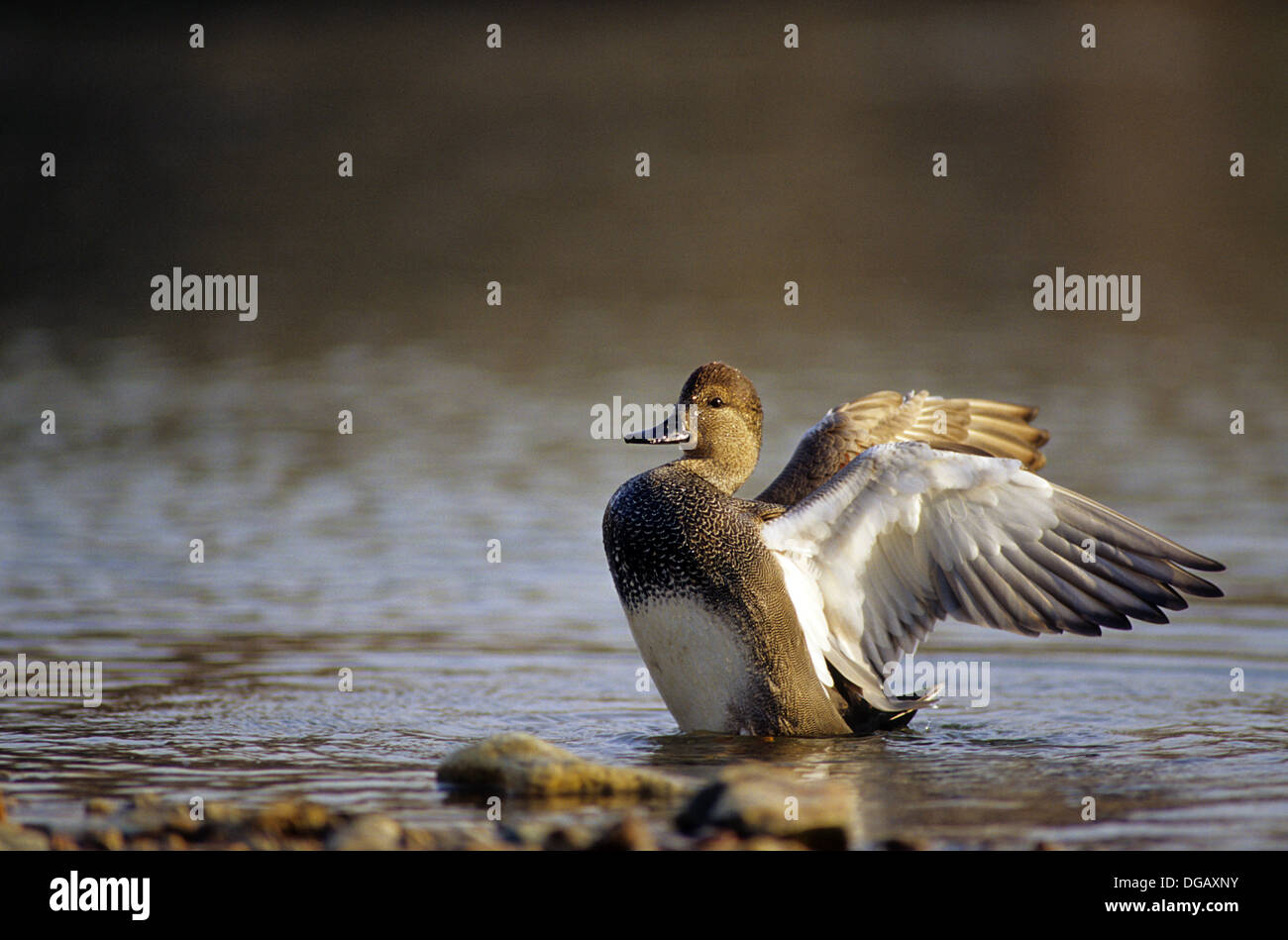 Gadwall drake flapping wings hi-res stock photography and images - Alamy