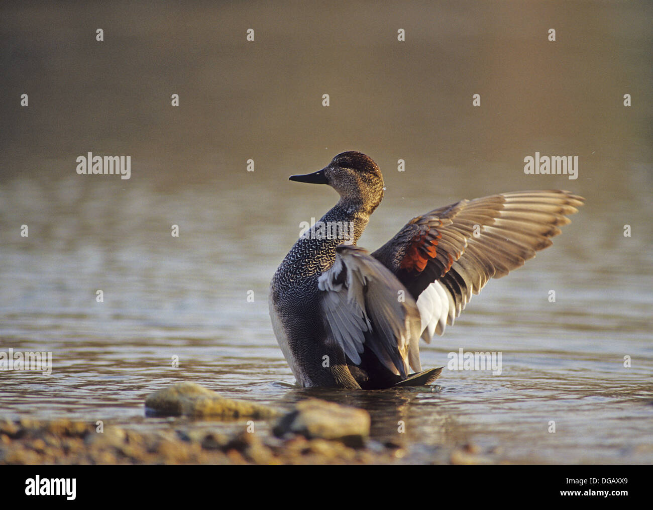 Gadwall drake flapping wings hi-res stock photography and images - Alamy