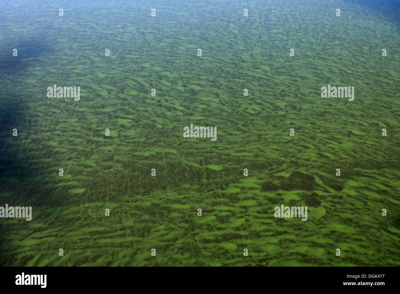 Blue Green Algae in the Mere, market town of Diss, Norfolk County ...