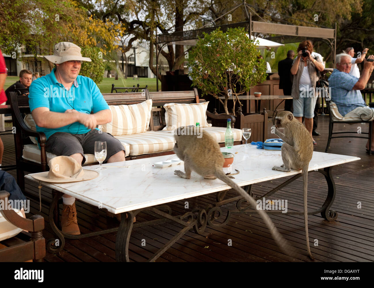 Monkeys stealing food from tourists, the Royal Livingstone Hotel ...