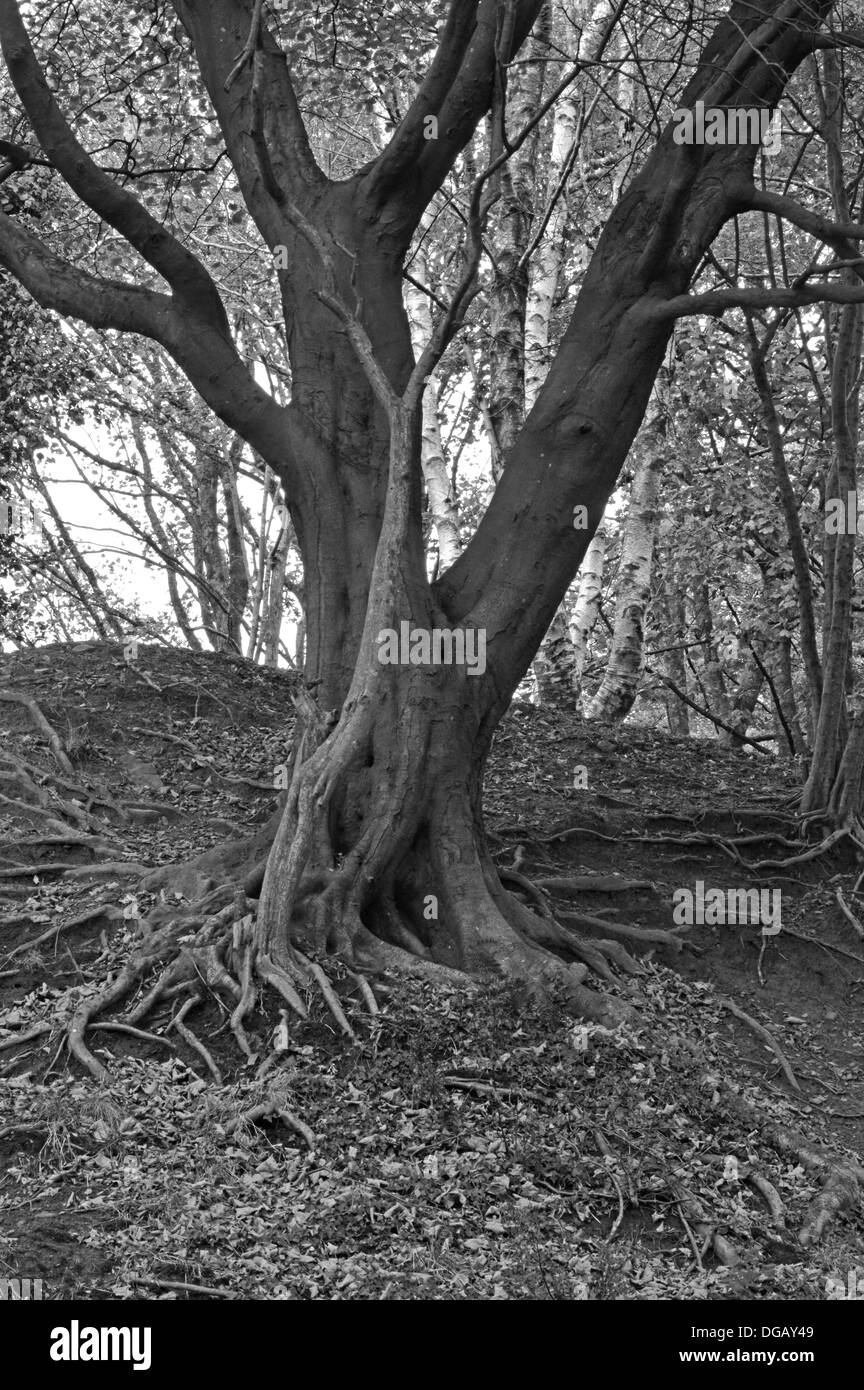 Deciduous trees in autumn Stock Photo - Alamy