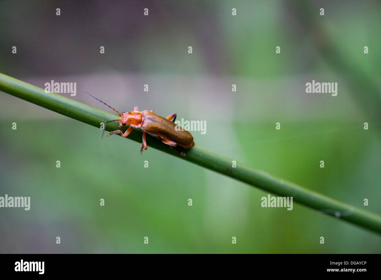 Cantharides hi-res stock photography and images - Alamy