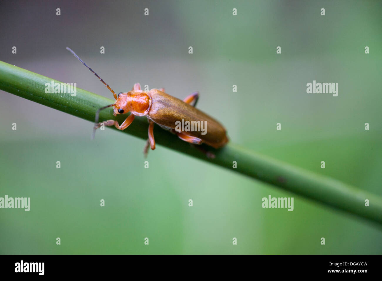 Cantharides High Resolution Stock Photography and Images - Alamy