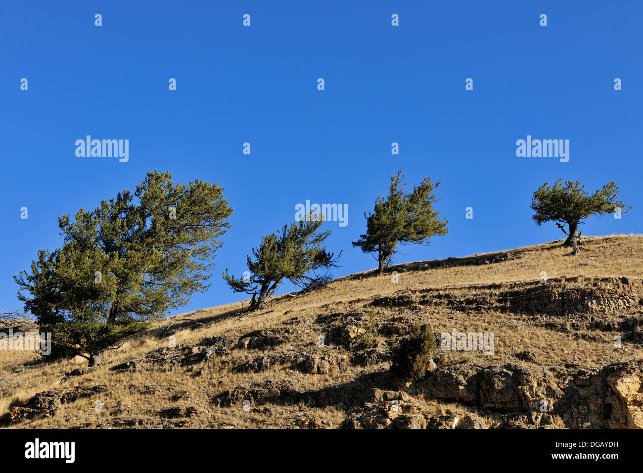 Juniper trees on arid ridges in the Lamar Valley Yellowstone NP Wyoming ...