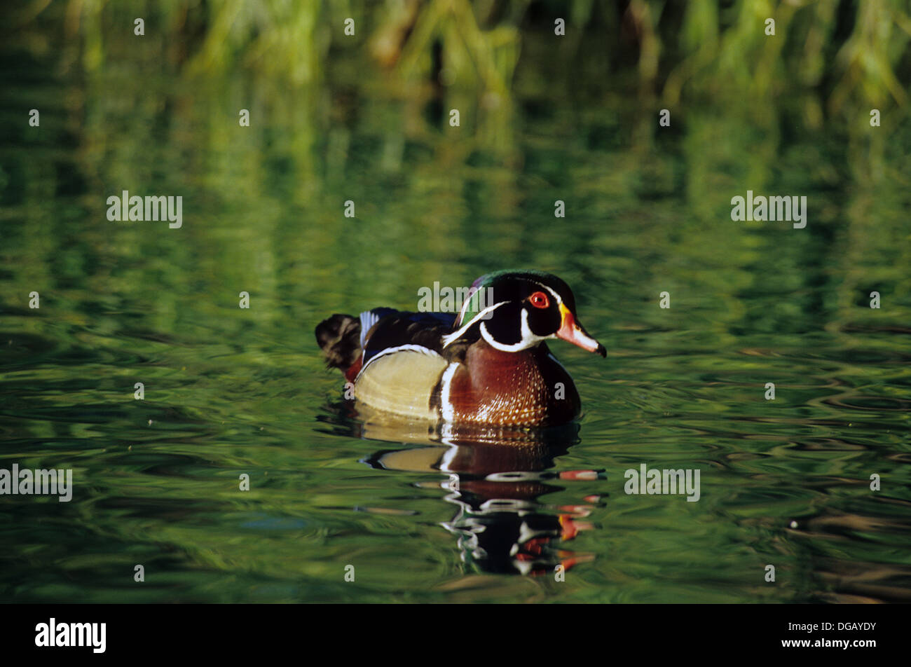 A drake male wood duck (Aix sponsa) resting in a lake near Austin Texas ...