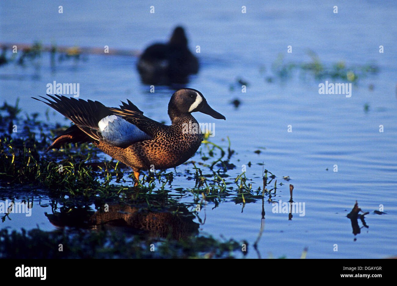 A drake male blue-winged teal duck (Anas discors) stretches in a marsh ...