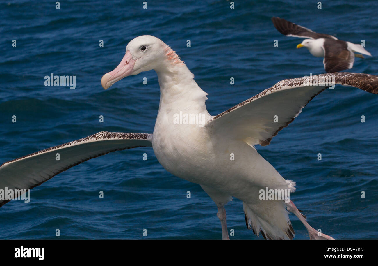Southern royal albatross in flight Diomedea epomophora Lesson, 1825 ...