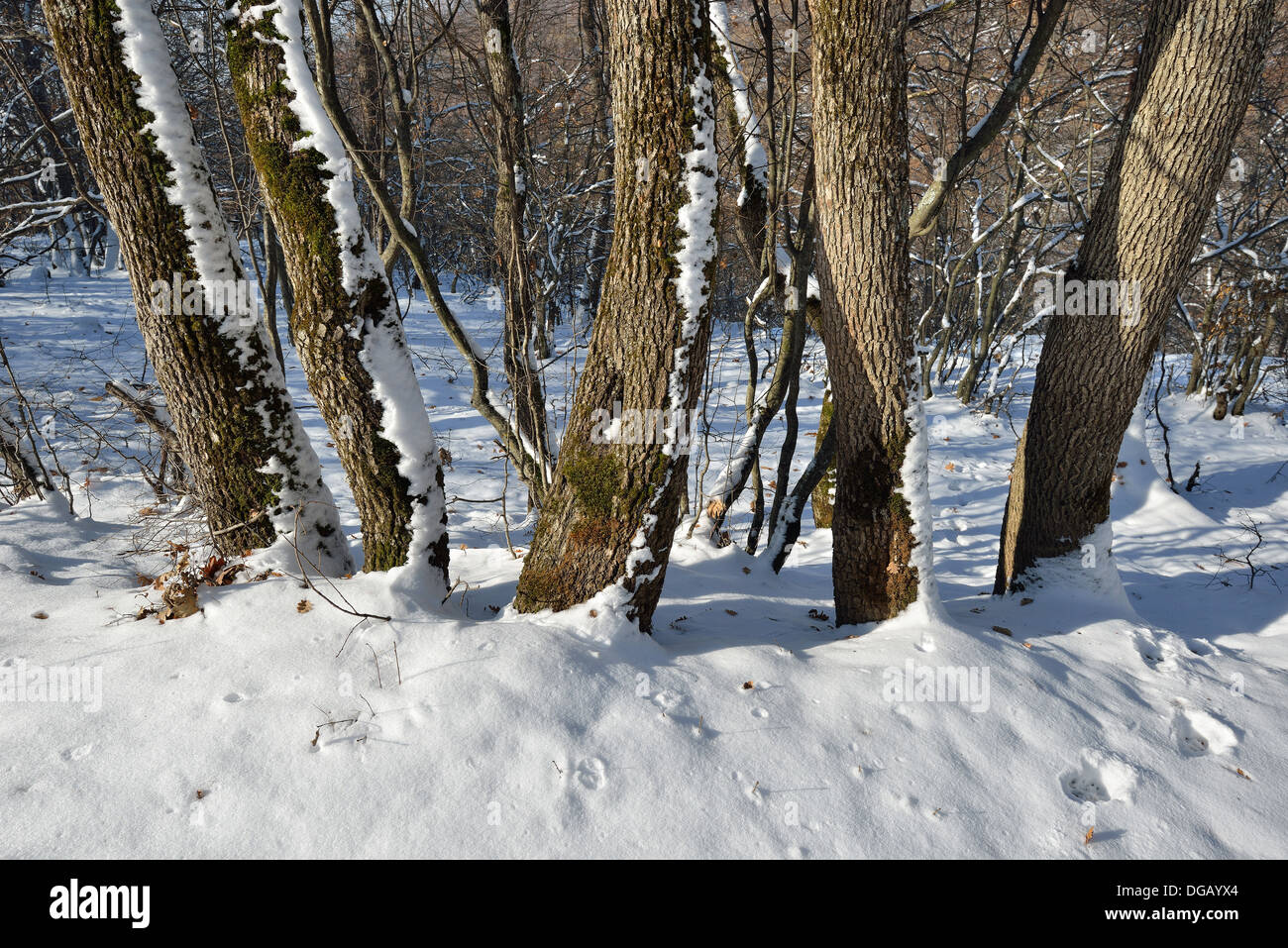 Birch trees in snow landscape hi-res stock photography and images - Alamy