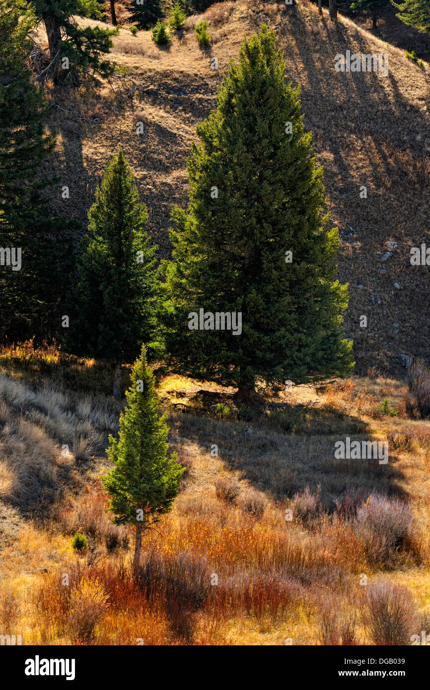 Wet meadow plant community hi-res stock photography and images - Alamy