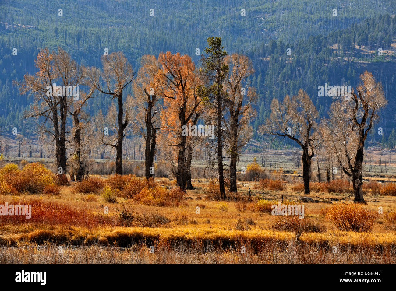 Cottonwoods in the Lamar River Valley Yellowstone NP Wyoming USA Stock ...