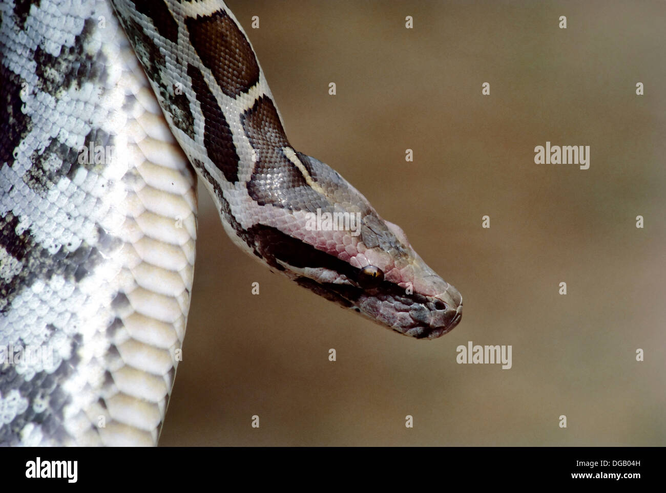 Chennai snake park hi-res stock photography and images - Alamy