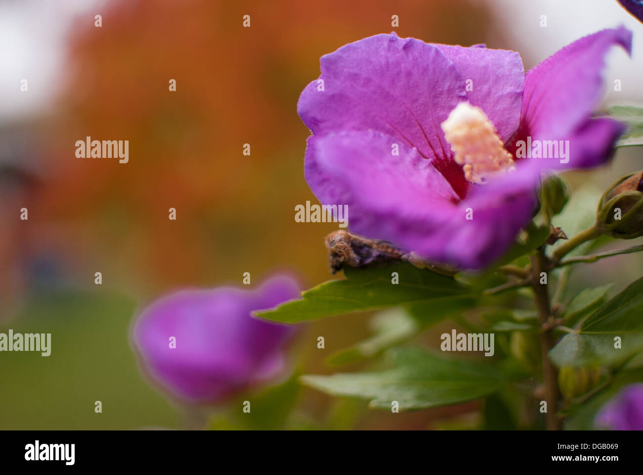 Daylight trees in autumn hi-res stock photography and images - Alamy