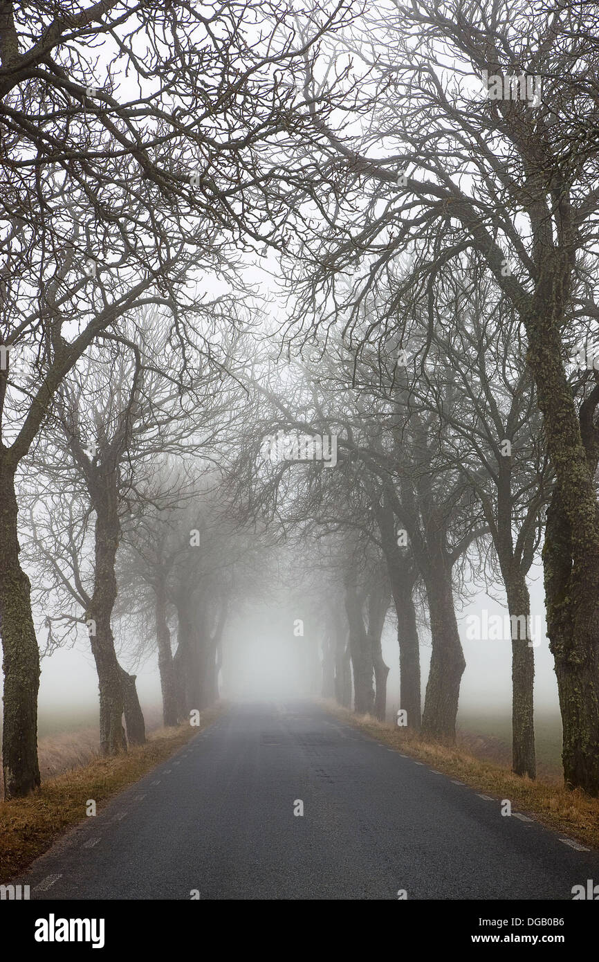 Tree alee hi-res stock photography and images - Alamy