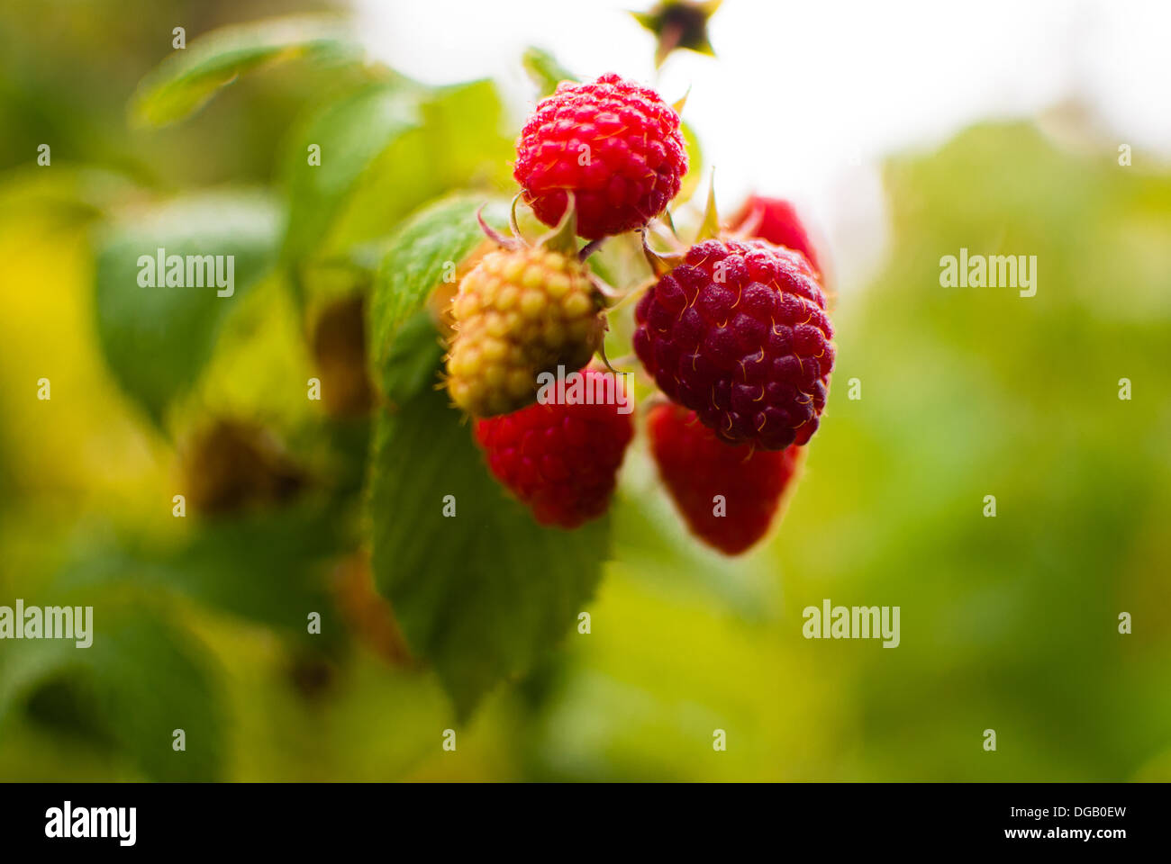 Unedited garden hi-res stock photography and images - Alamy