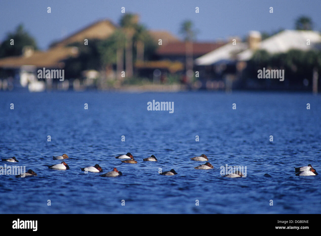 Canvasbacks High Resolution Stock Photography and Images - Alamy