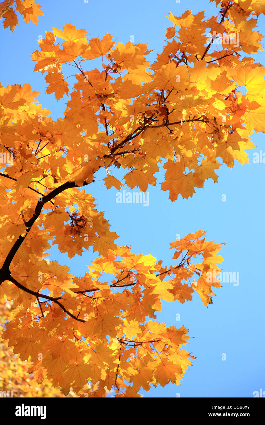 Basel leaf hi-res stock photography and images - Alamy