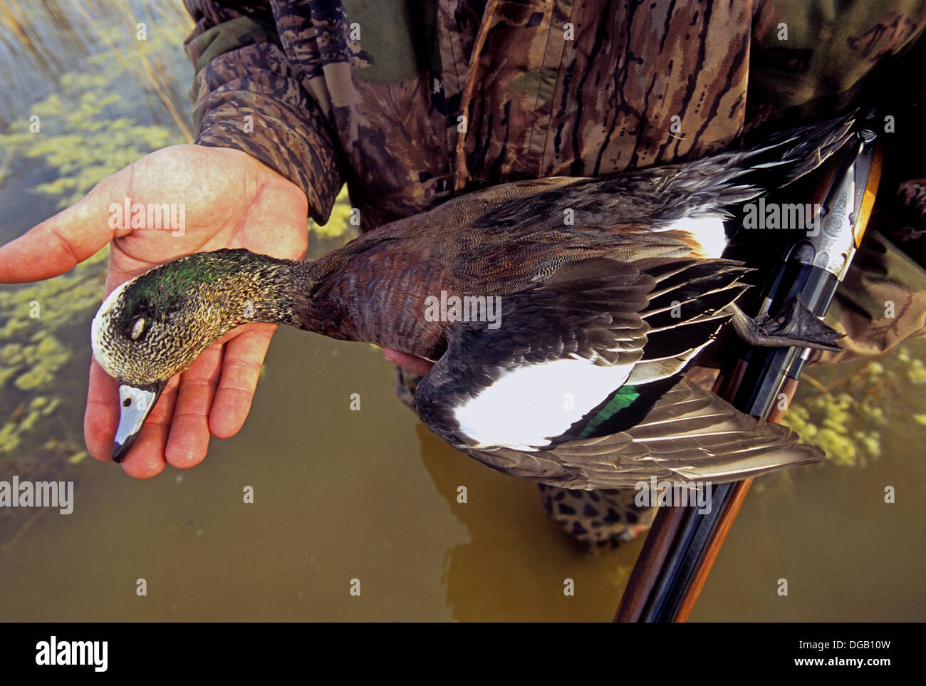 A hunter admires a drake American Wigeon duck or Widgeon (Anas ...