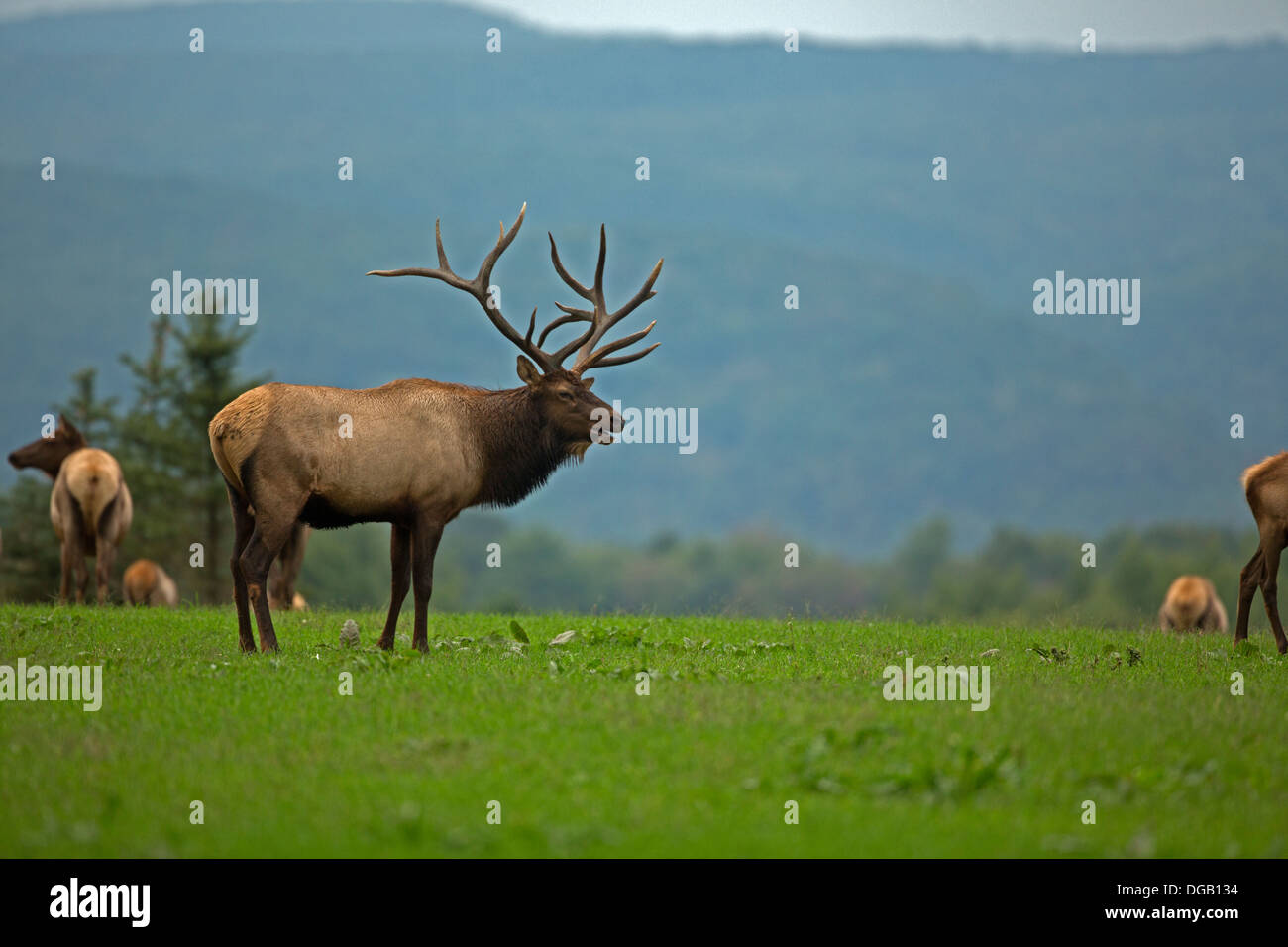 North American elk,(wapiti) Cervus elaphus, during rut, Pennsylvania ...