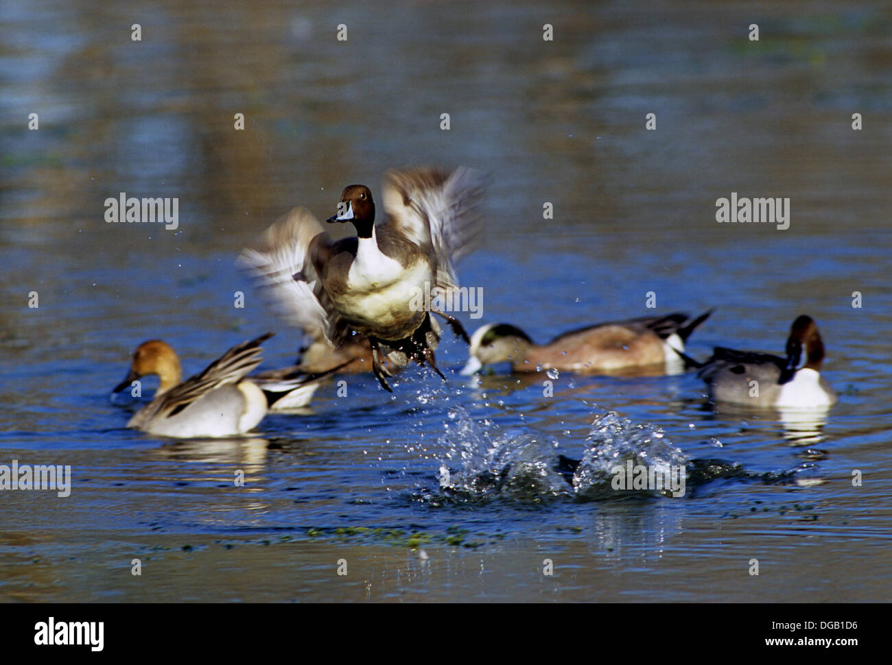 Northern Pintail ducks (Anas acuta) taking flight from a pond near ...