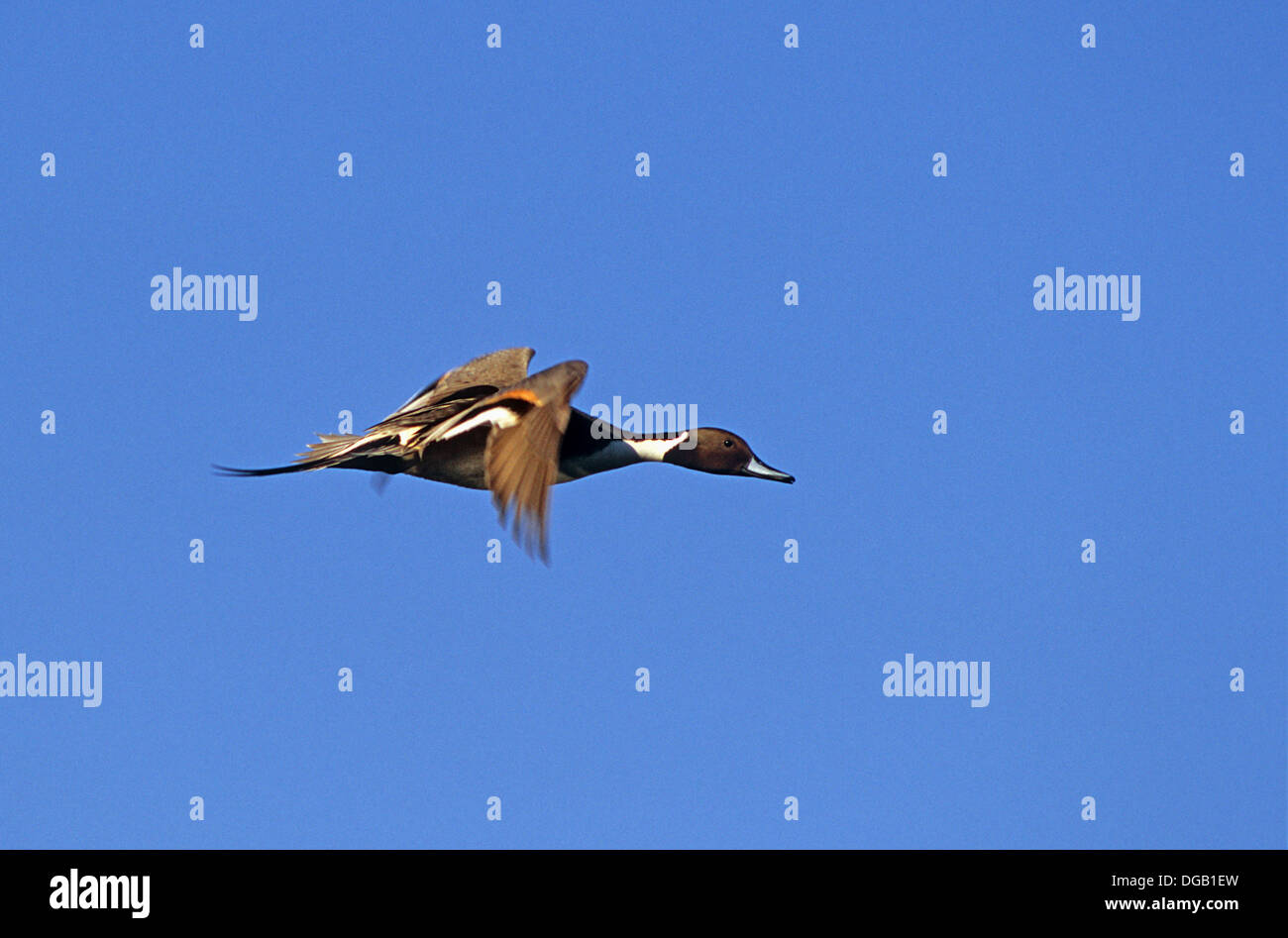 A drake or male Northern Pintail duck (Anas acuta) flying near Austin ...