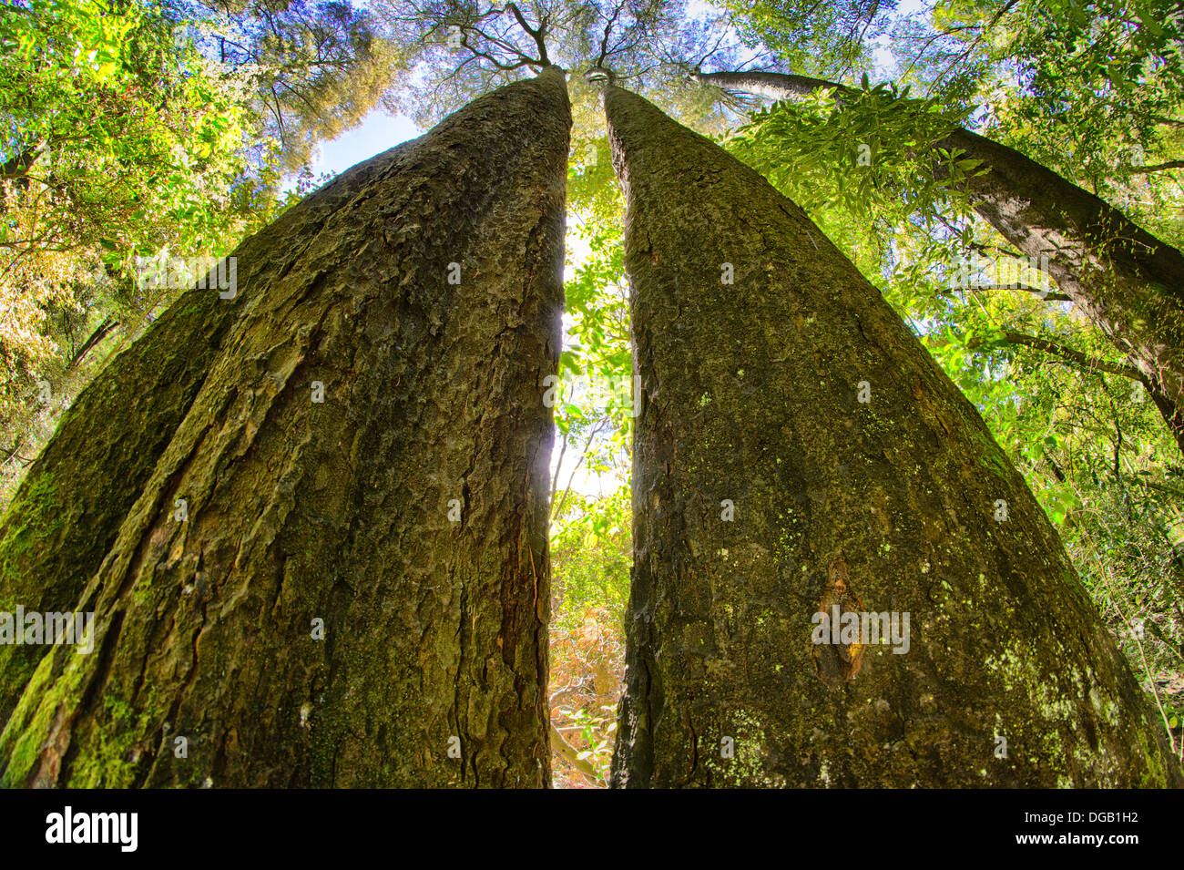 Native trees new zealand hi-res stock photography and images - Alamy