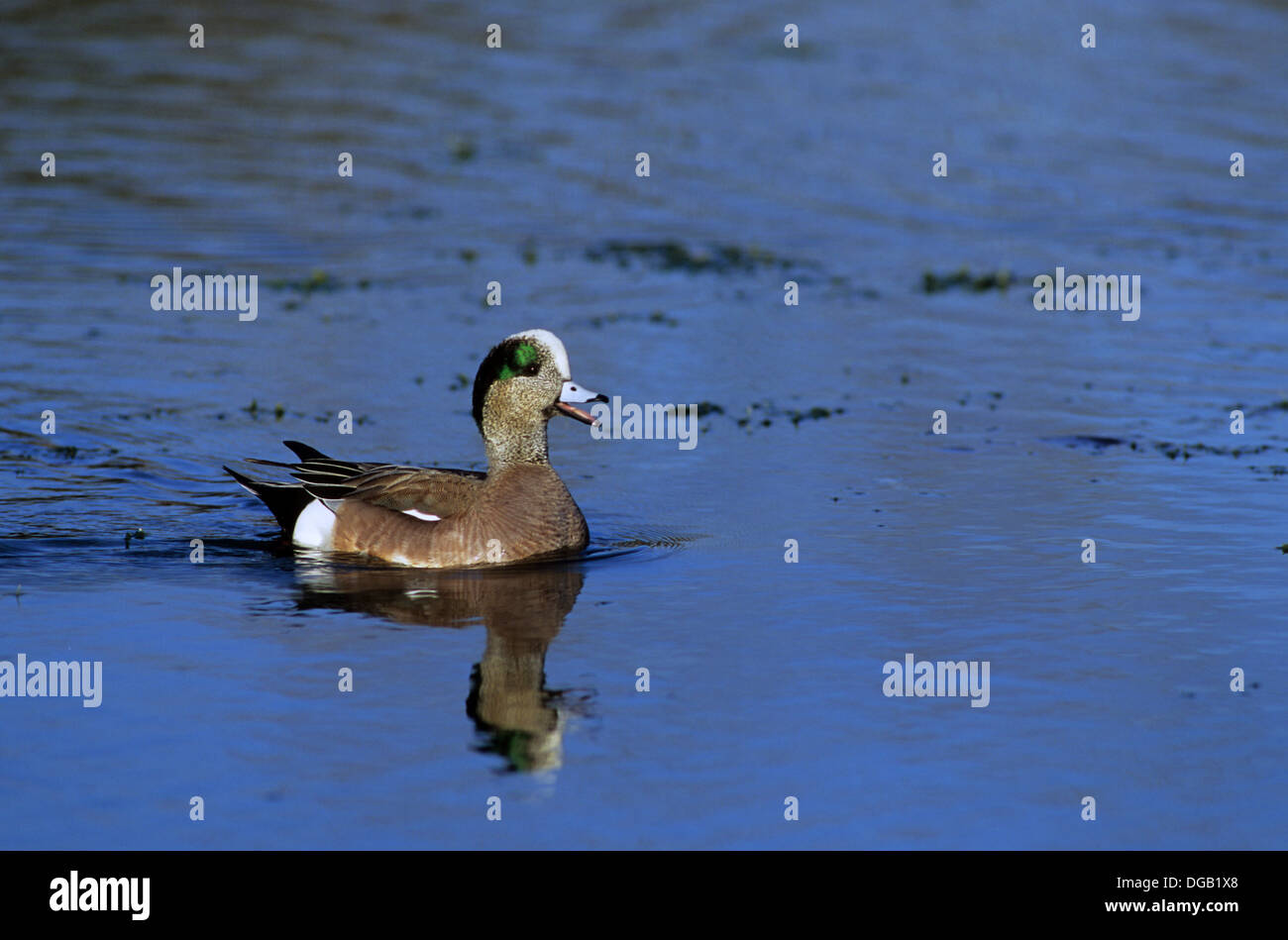 American wigeon drake on pond hi-res stock photography and images - Alamy