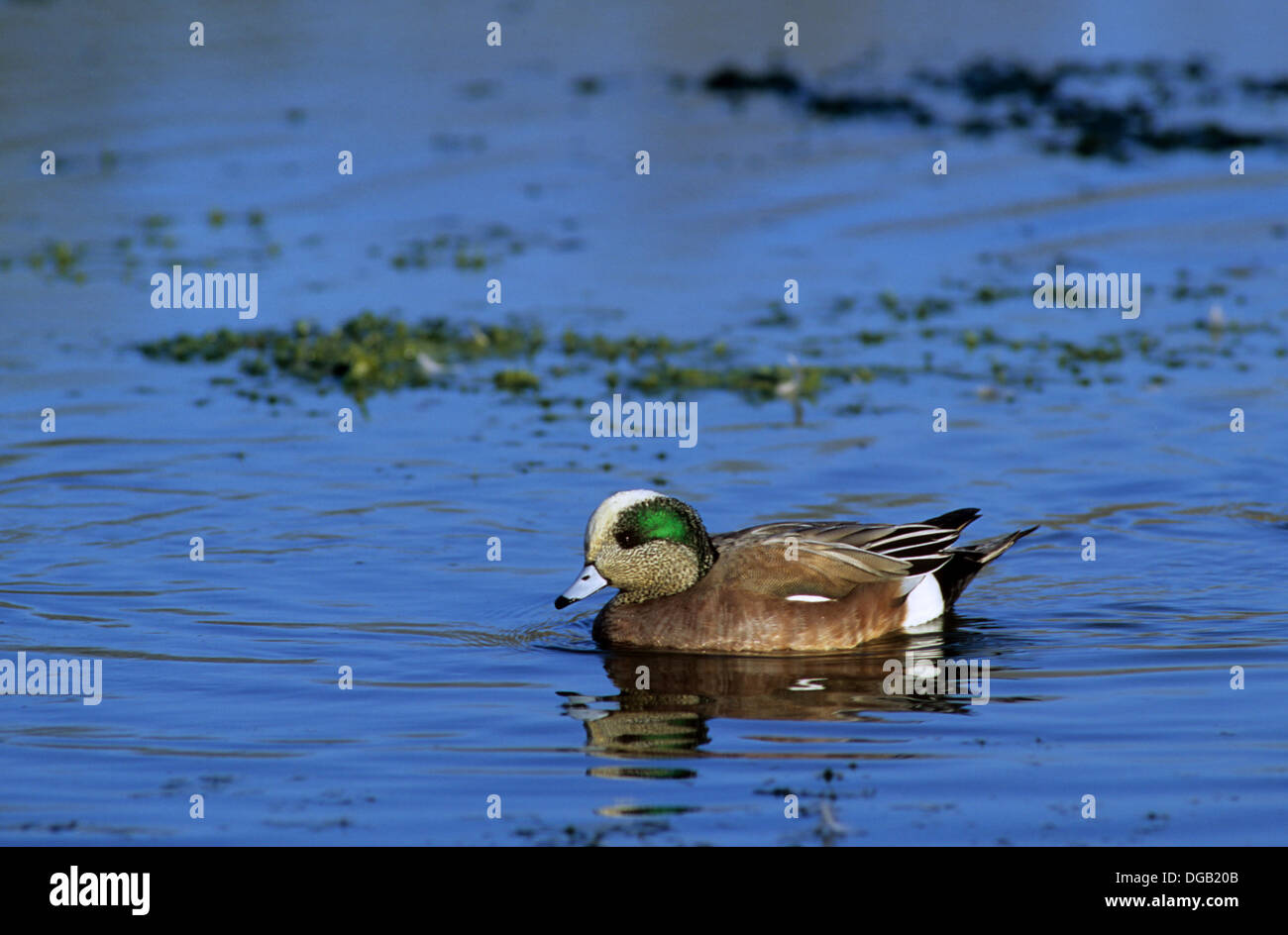 American wigeon drake on pond hi-res stock photography and images - Alamy