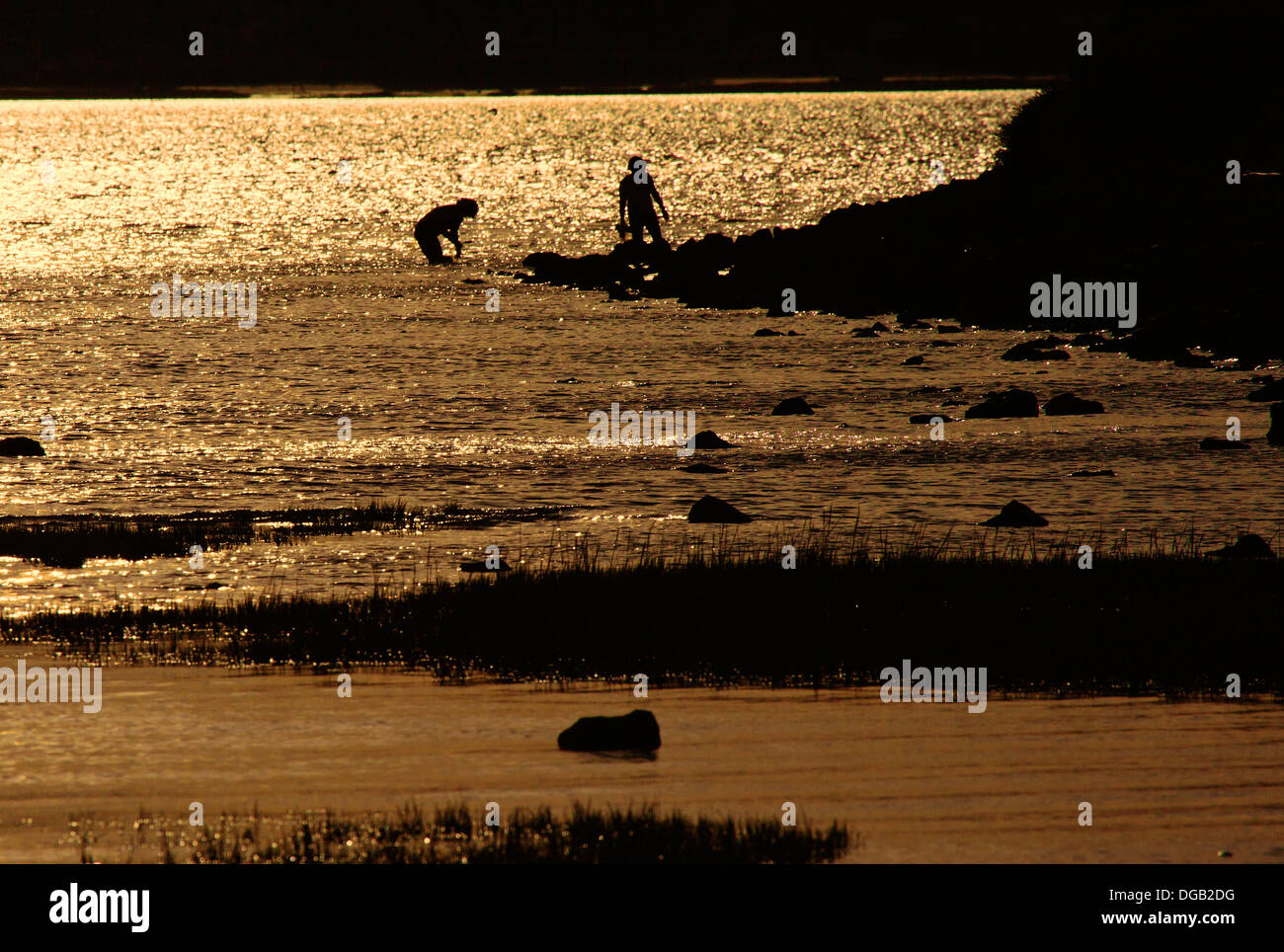 Cockle picking hi-res stock photography and images - Alamy