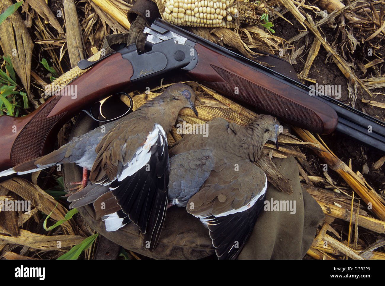 Whitewings hi-res stock photography and images - Alamy