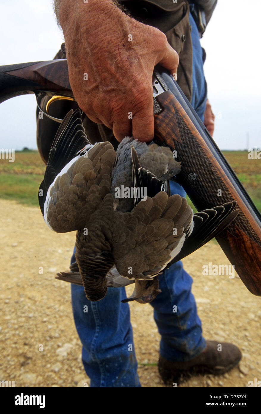 Hunter holding a shotgun and white-winged doves or whitewing (Zenaida ...