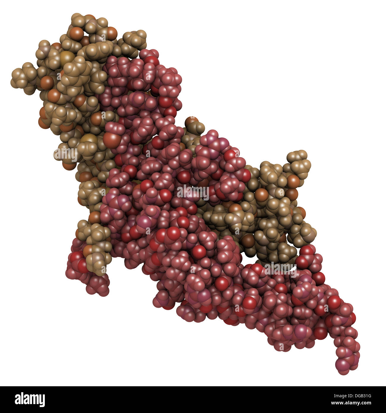 Human Chorionic Gonadotropin (hCG) glycoprotein hormone, chemical ...